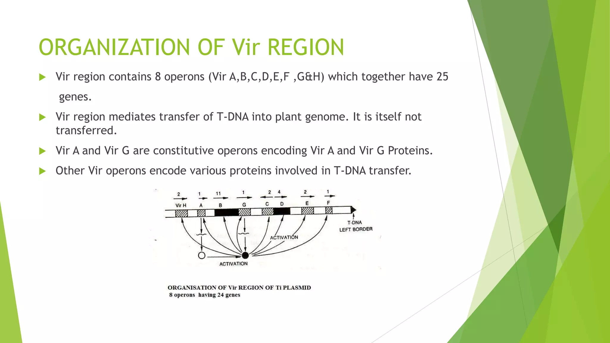 Agrobacterium mediated gene transfer in plants | PPTX