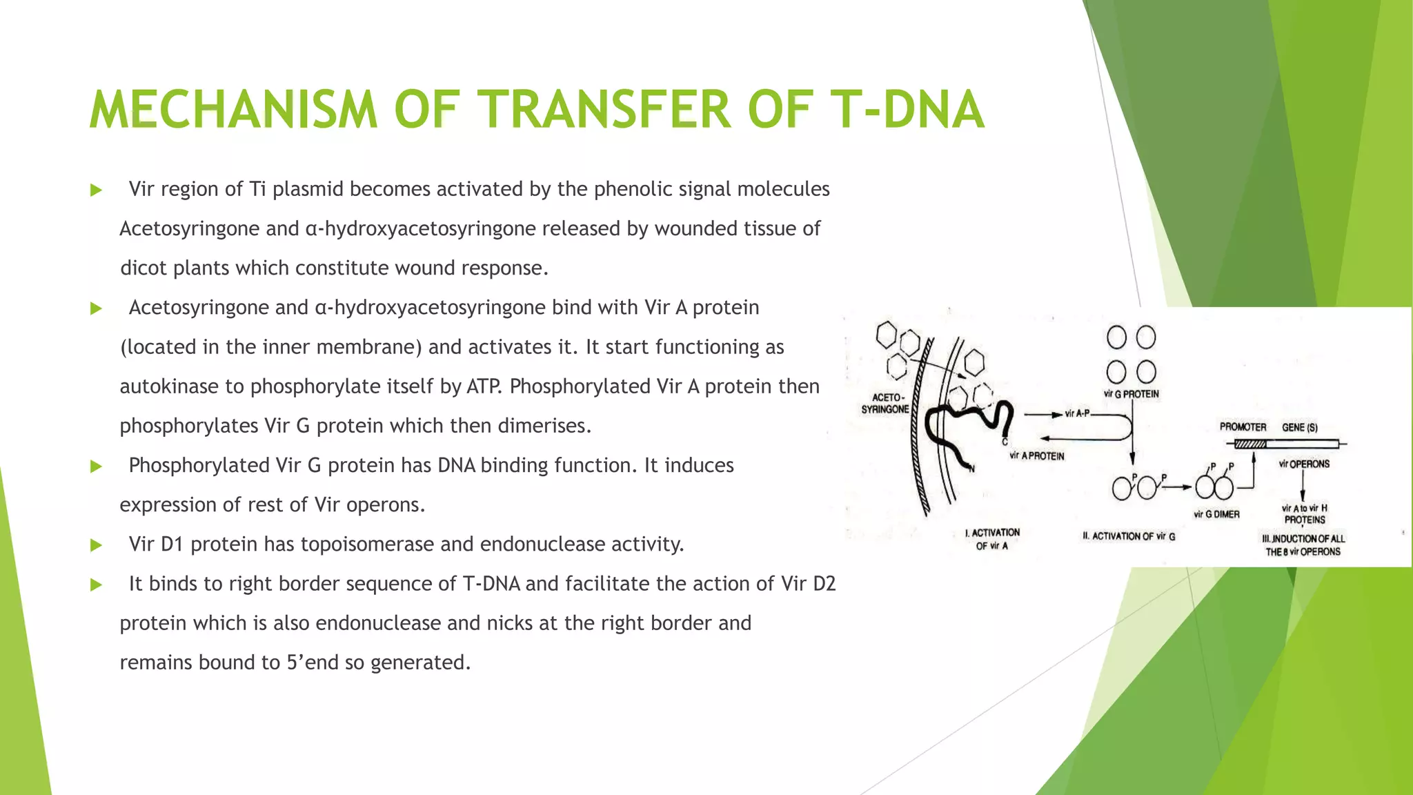 Agrobacterium mediated gene transfer in plants | PPTX