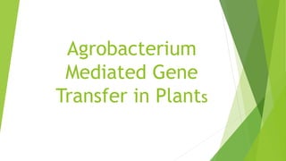 Agrobacterium mediated gene transfer in plants | PPTX