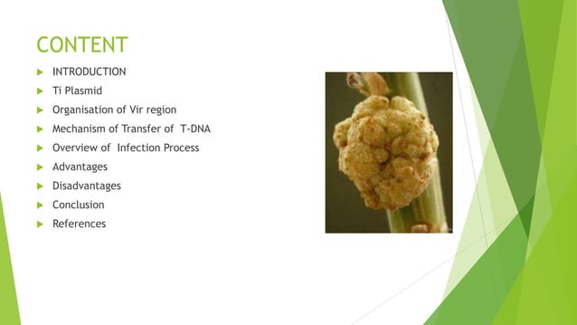 Agrobacterium mediated gene transfer in plants | PPTX