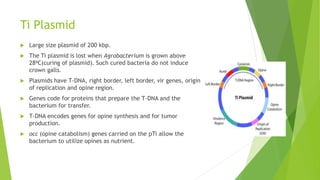 Agrobacterium mediated gene transfer in plants | PPTX
