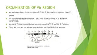 Agrobacterium mediated gene transfer in plants | PPTX