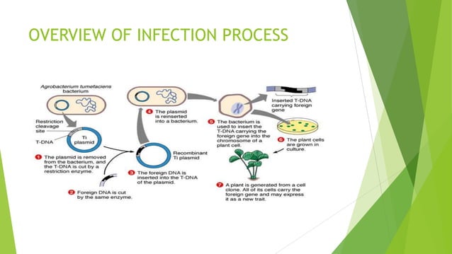 Agrobacterium mediated gene transfer in plants | PPTX