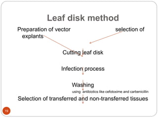 Agrobacterium mediated gene transformation | PPTX