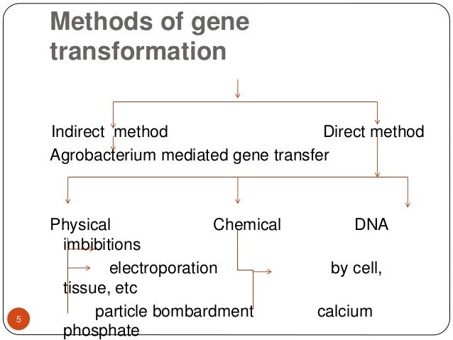 Agrobacterium mediated gene transformation