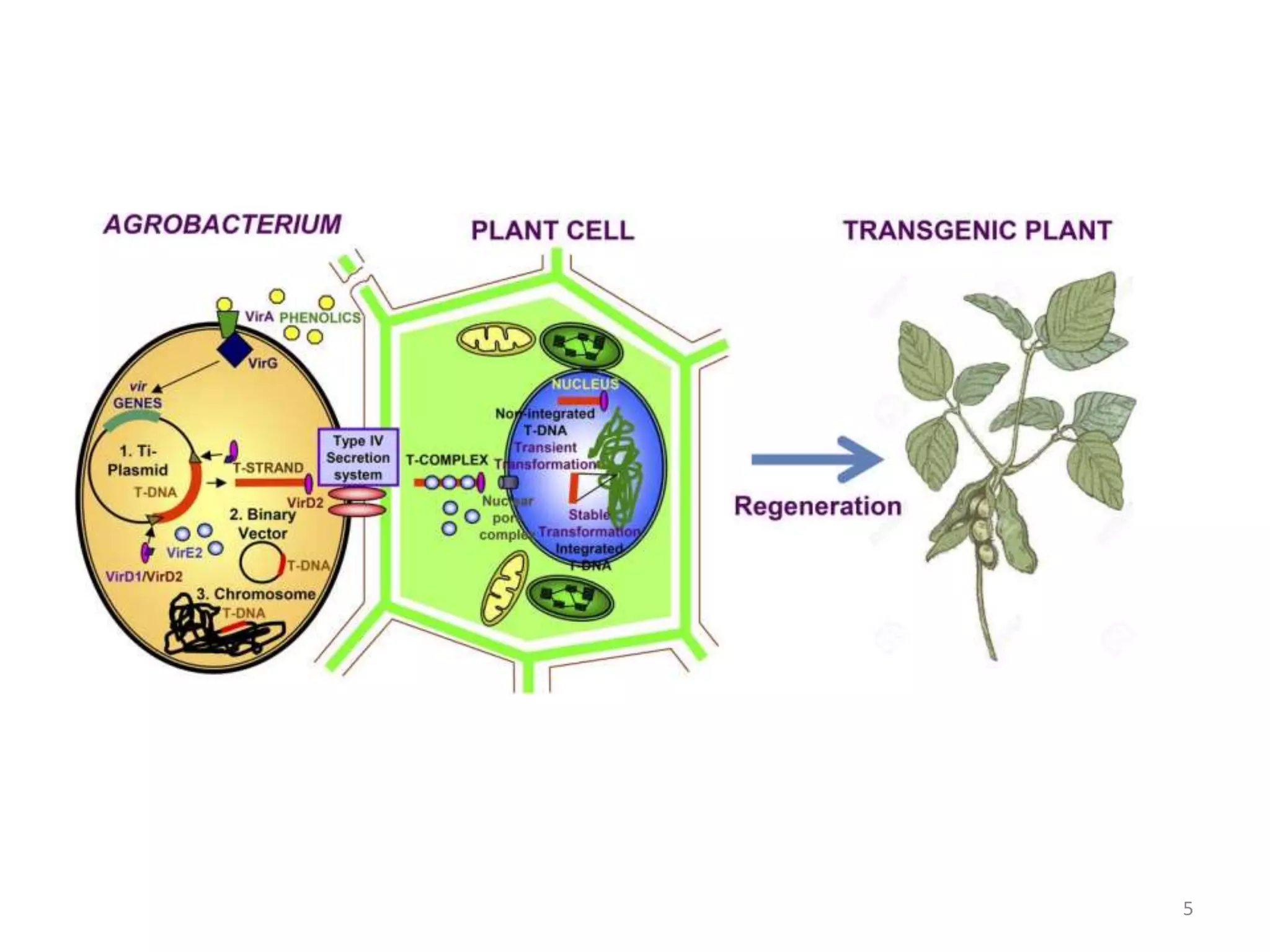 Agrobacterium mediated gene transformation.pptx