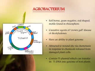 Agrobacterium mediated gene transformation.pptx