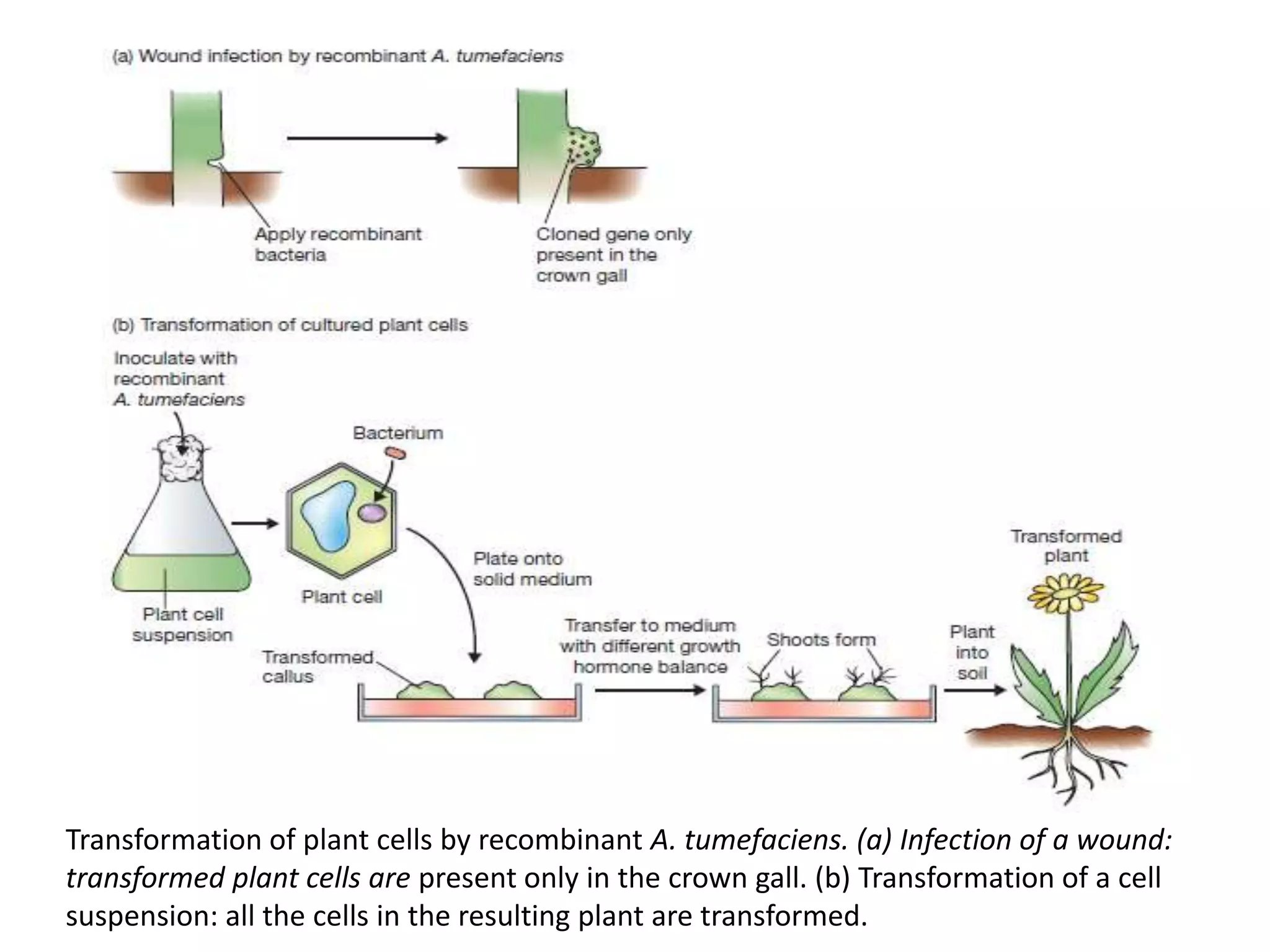 Agrobacterium mediated transformation | PPTX