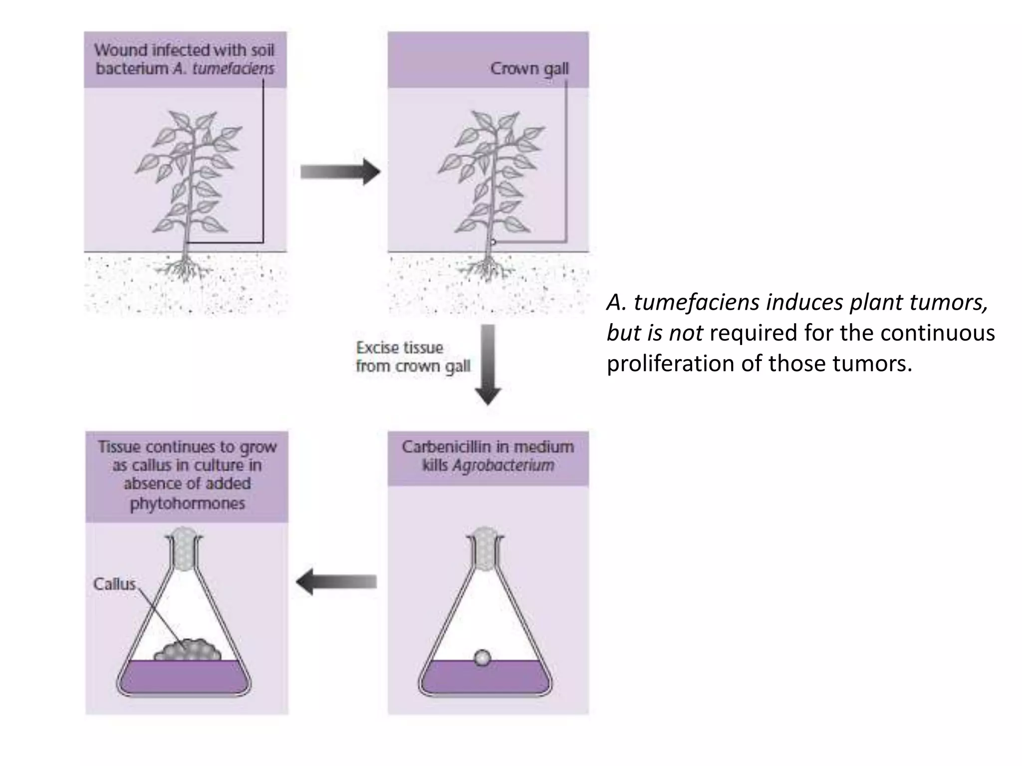 Agrobacterium mediated transformation | PPTX