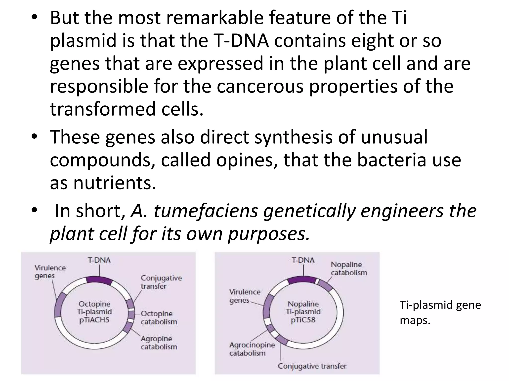 Agrobacterium Mediated Transformation Pptx