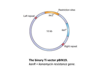 Agrobacterium mediated transformation | PPTX
