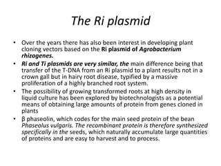 Agrobacterium mediated transformation | PPTX