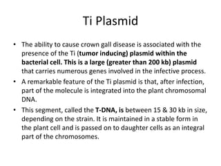 Agrobacterium mediated transformation | PPTX