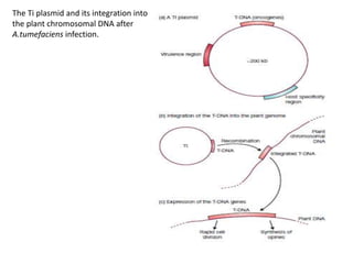 Agrobacterium mediated transformation | PPTX