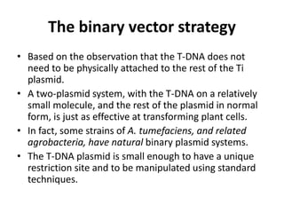 Agrobacterium mediated transformation | PPTX