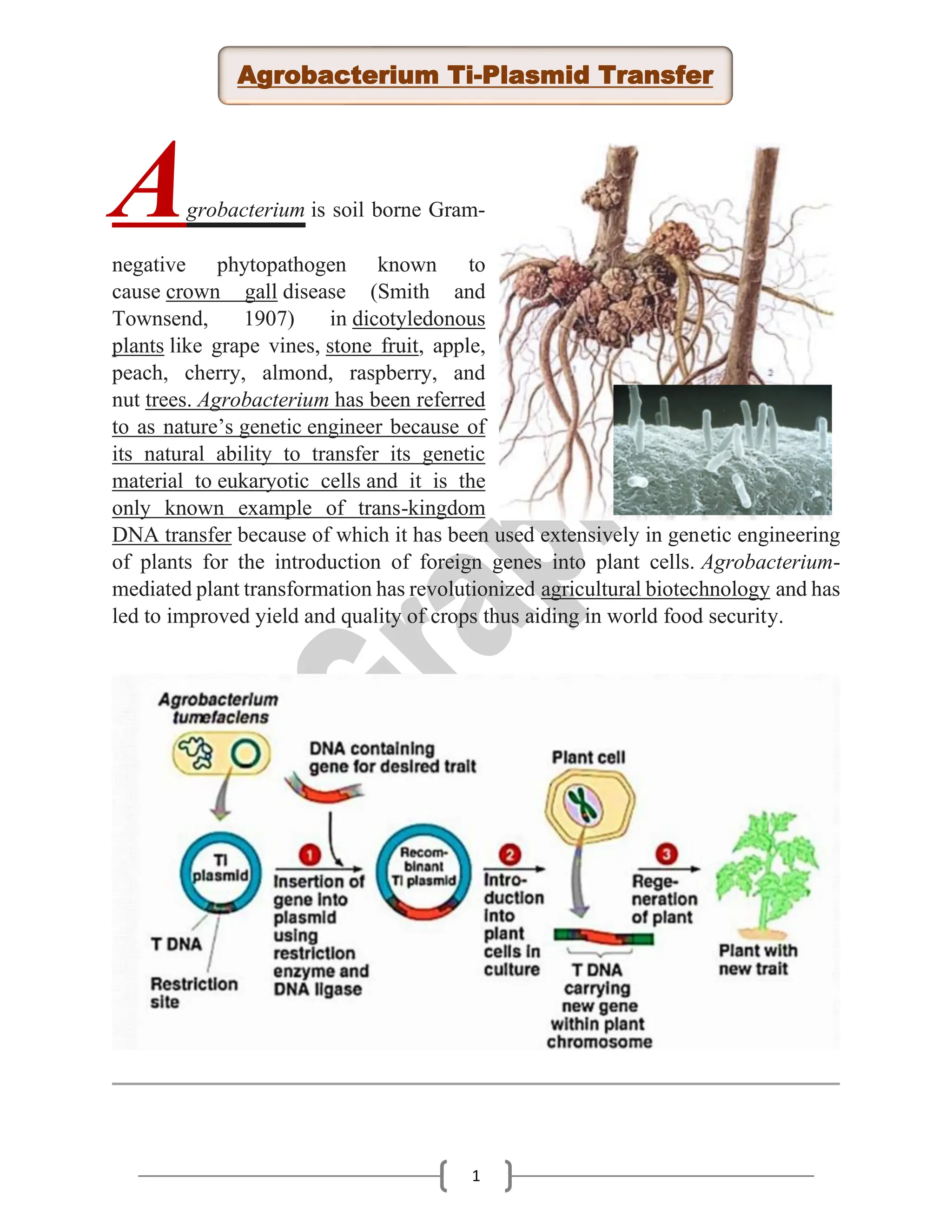 Agrobacterium Ti-Plasmid Transfer for Biotechnology & Botany Sem-5 | PDF