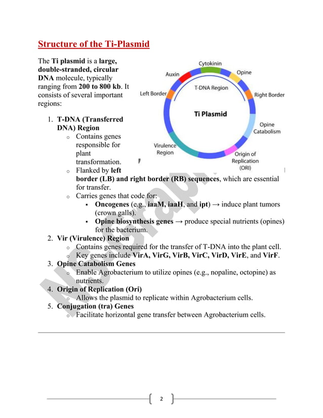 Agrobacterium Ti-Plasmid Transfer for Biotechnology & Botany Sem-5 | PDF
