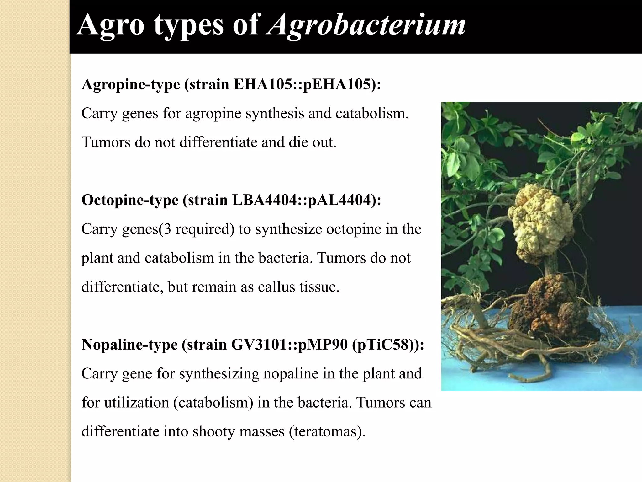 Agrobacterium mediated transformation, its mode of action and ...
