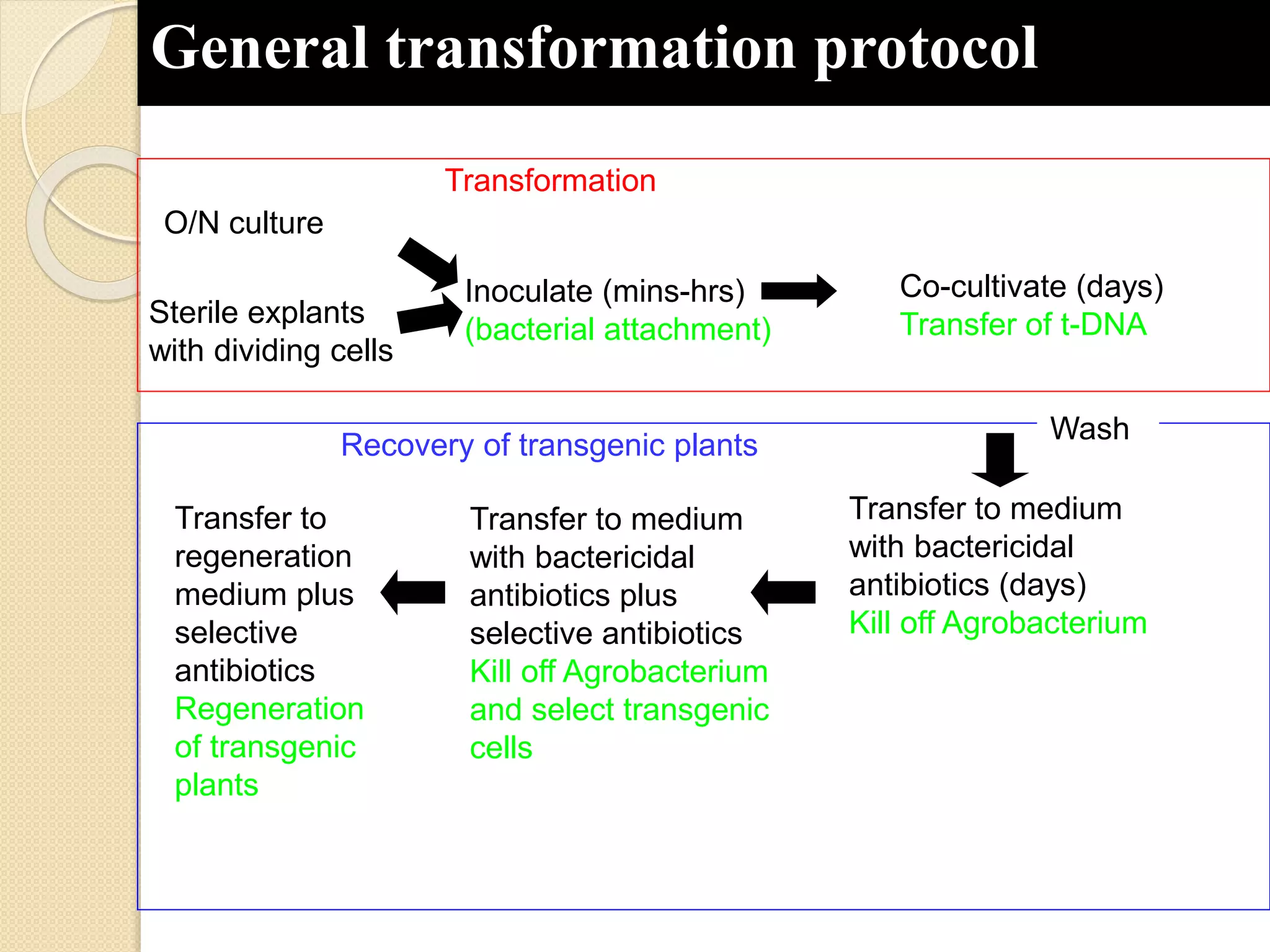 Agrobacterium mediated transformation, its mode of action and ...