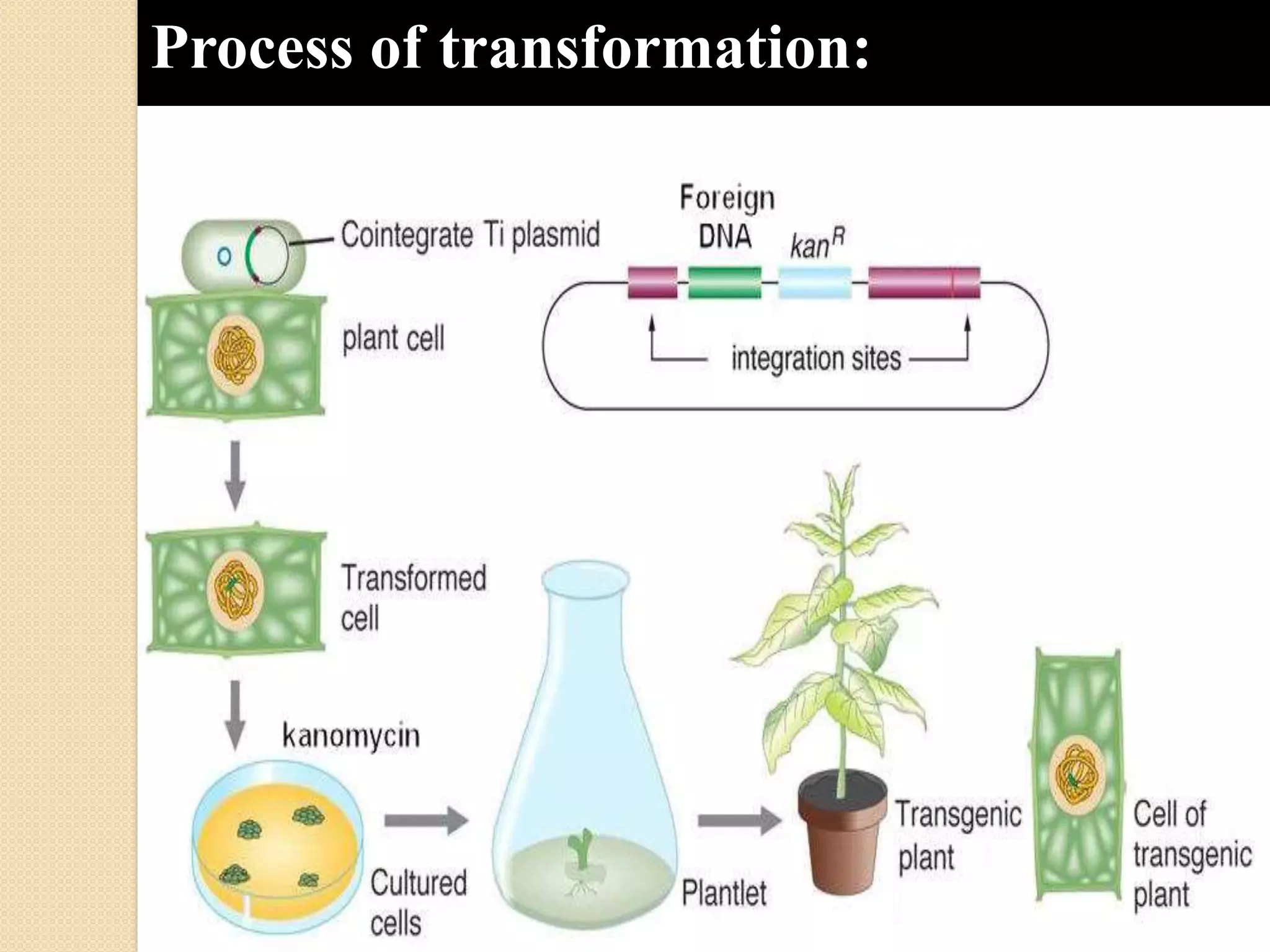 Agrobacterium mediated transformation, its mode of action and ...