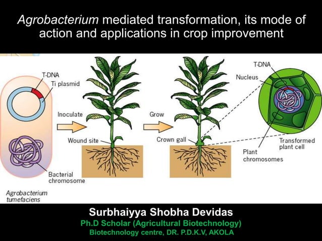 Agrobacterium mediated transformation, its mode of action and ...