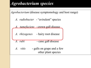 Agrobacterium mediated transformation, its mode of action and ...