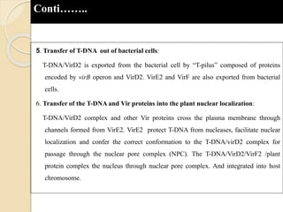 Agrobacterium mediated transformation, its mode of action and ...