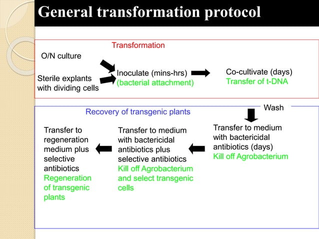 Agrobacterium mediated transformation, its mode of action and ...