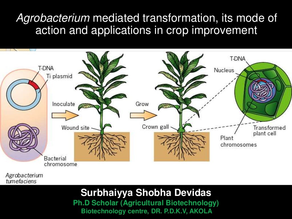 Agrobacterium mediated transformation, its mode of action and applica…