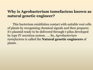 Agrobacterium tumefacience | PPTX