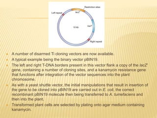 Agrobacterium tumefaciens | PPTX