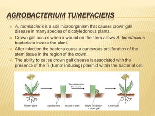 Agrobacterium tumefaciens | PPT