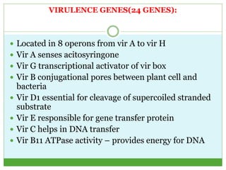 Agrobacterium tumefaciens mediated gene transfer | PPTX