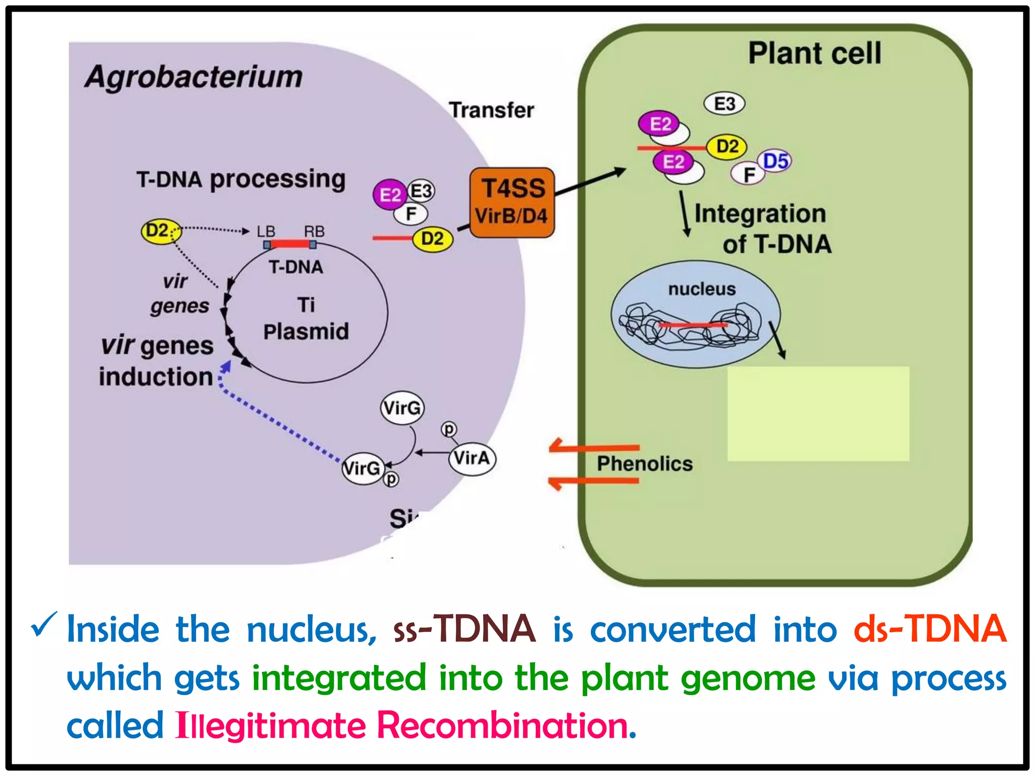 Agrobacterium MEDIATED GENE TRANSFER | PDF