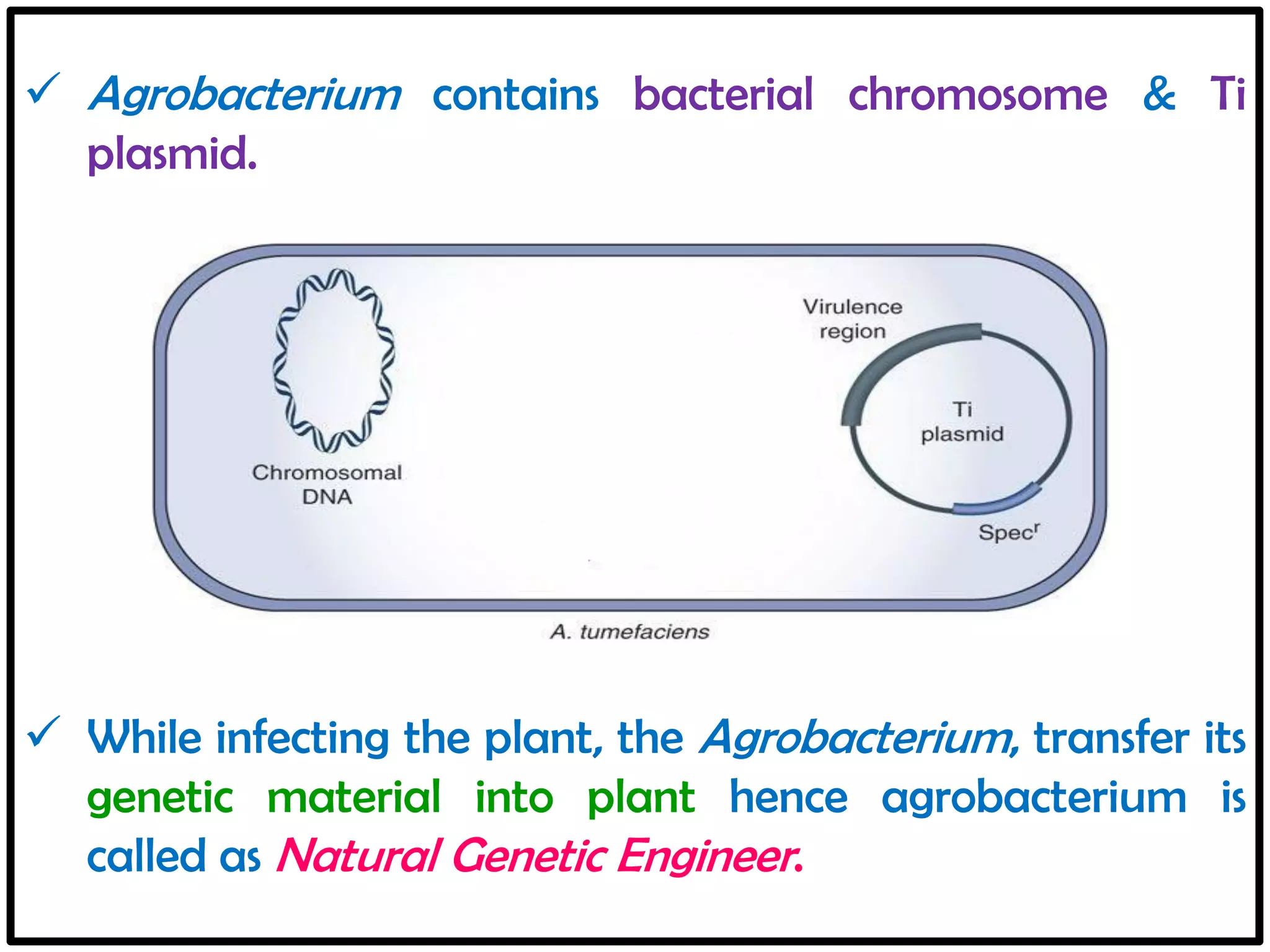 Agrobacterium MEDIATED GENE TRANSFER | PDF
