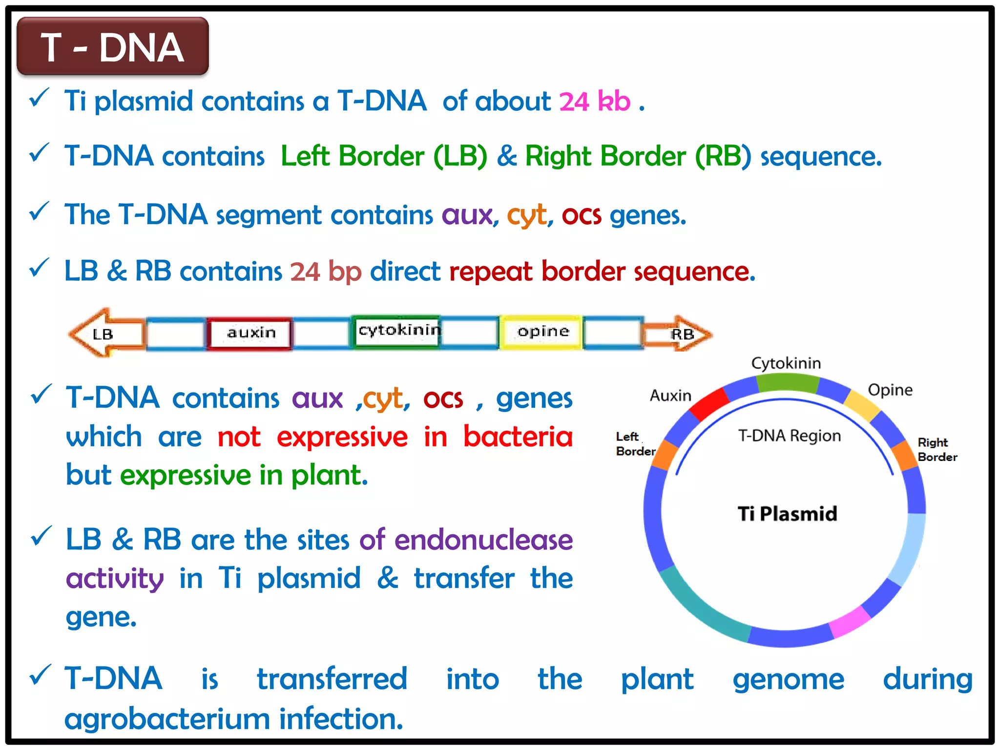 Agrobacterium MEDIATED GENE TRANSFER | PDF