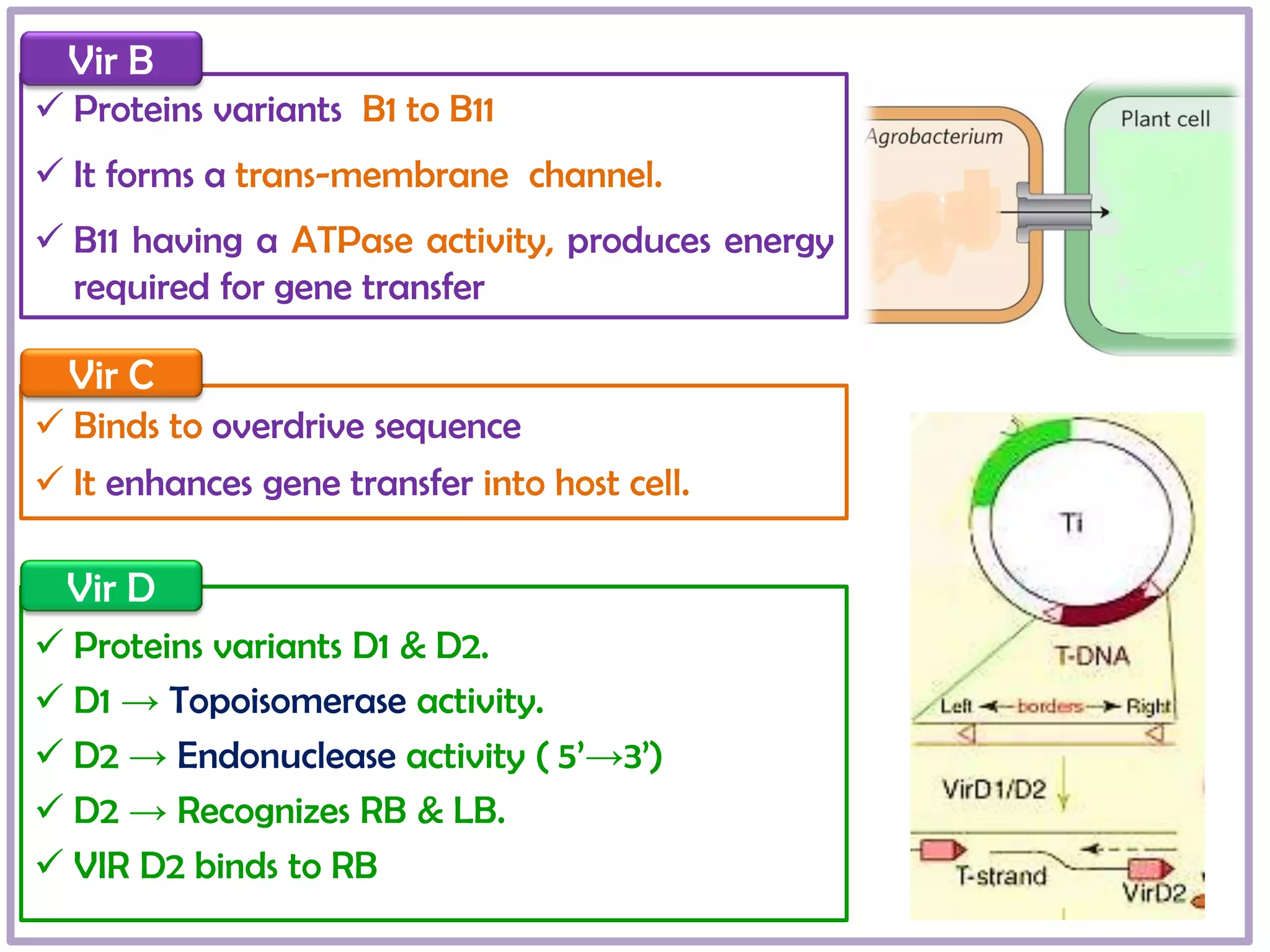 Agrobacterium MEDIATED GENE TRANSFER | PDF
