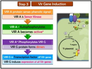 Agrobacterium MEDIATED GENE TRANSFER | PDF