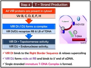 Agrobacterium MEDIATED GENE TRANSFER | PDF