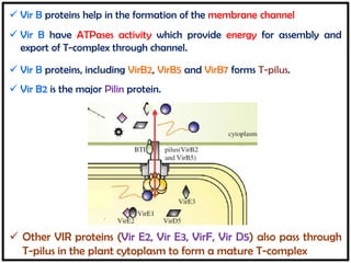 Agrobacterium MEDIATED GENE TRANSFER | PDF