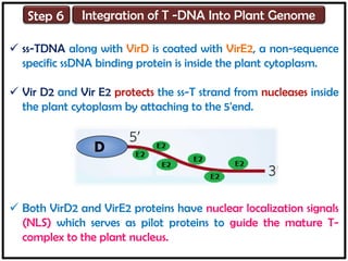 Agrobacterium MEDIATED GENE TRANSFER | PDF