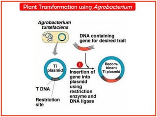 Agrobacterium MEDIATED GENE TRANSFER | PDF