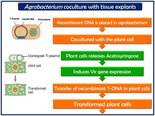 Agrobacterium MEDIATED GENE TRANSFER | PDF