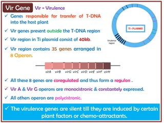 Agrobacterium MEDIATED GENE TRANSFER | PDF