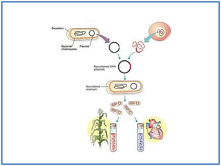 Agrobacterium Mediated Gene Transfer Ppt