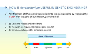 Agrobacteruim_mediated_gene_transfer.ppt