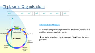 Agrobacteruim_mediated_gene_transfer.ppt