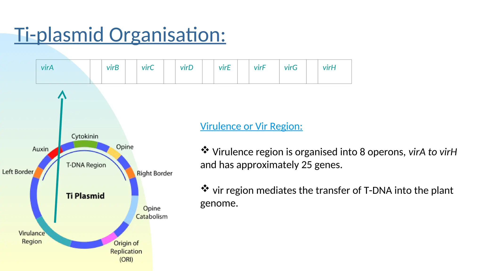 Agrobacteruim_mediated_gene_transfer.ppt