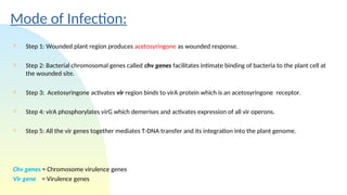 Agrobacteruim_mediated_gene_transfer.ppt