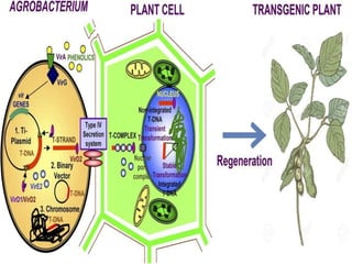 Agrobactirium mediated gene transfer | PPTX